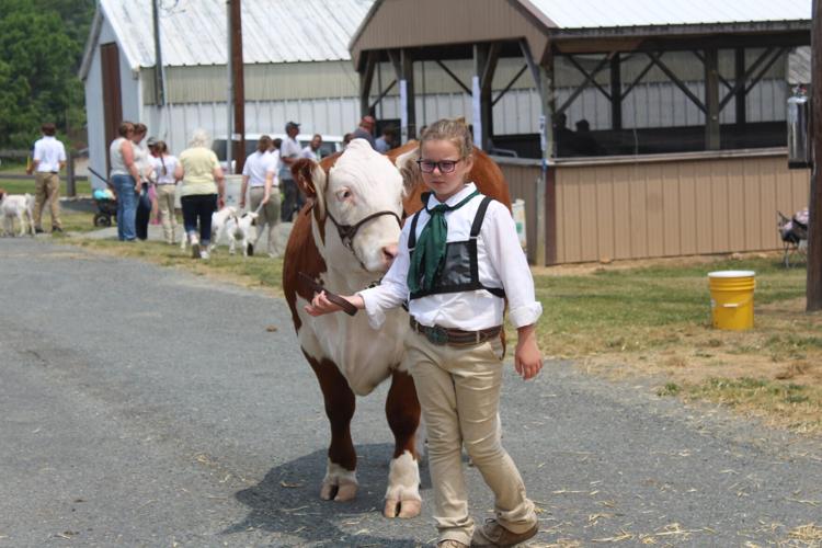 Breeder's Fair brings together 4-H clubs | Agriculture | cecildaily.com