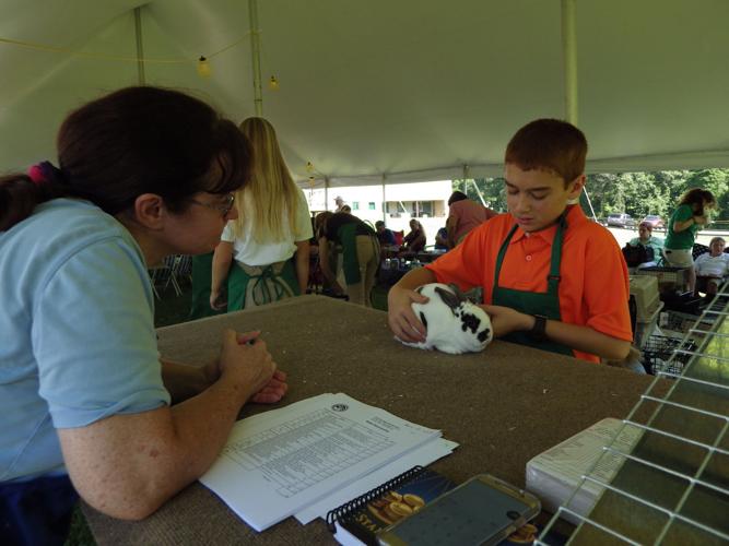 4-H Rabbit Show puts variety of breeds on display | Local News ...