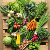 Shares being sold now for Flying Plow Warm Season CSA | | cecildaily.com