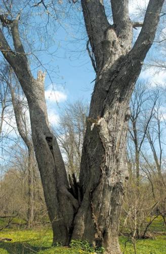 County boasts many of Maryland's largest trees | Our Cecil | cecildaily.com