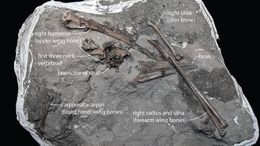 Explore Maryland: Most complete prehistoric bird skeleton found | Arts ...