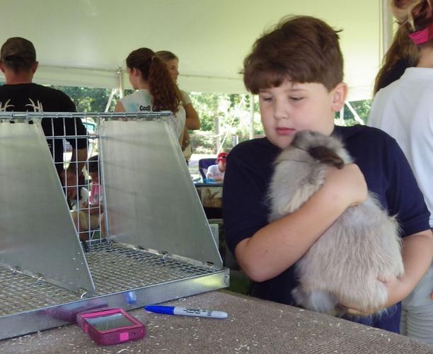 4-H Rabbit Show puts variety of breeds on display | Local News ...