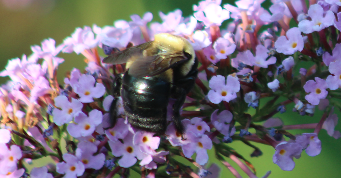 AgriCulture: Cecil Grown dinner tickets, Pork Restock at Helen Edith ...
