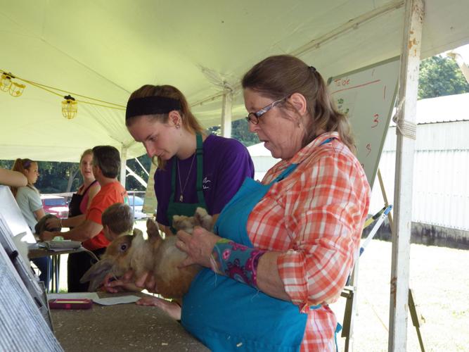 4-H Rabbit Show puts variety of breeds on display | Local News ...