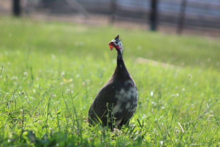 Cecil County residents call for change to "backyard chickens" law ...