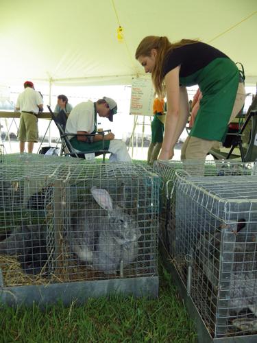 4-H Rabbit Show puts variety of breeds on display | Local News ...