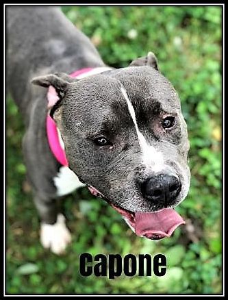 Dog of the week: Capone | Misc. Features | cecildaily.com