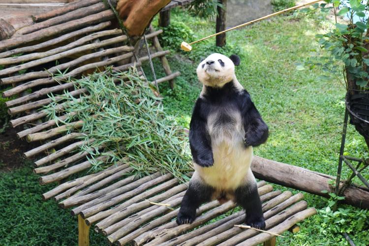 Indonesia's panda cub Rio thriving 40 days after birth | World ...