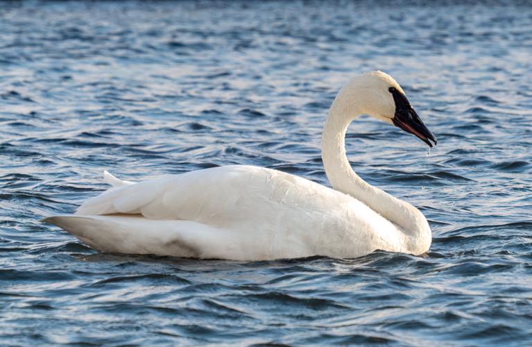 Swans, butterflies, elephants and the 'Art of Storytelling': Chesapeake ...