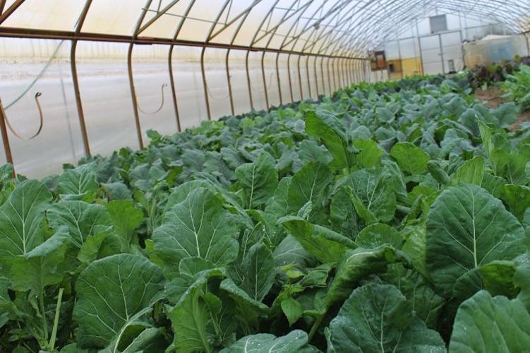 Inspired Bites | There's no off-season for growers at Priapi Gardens ...