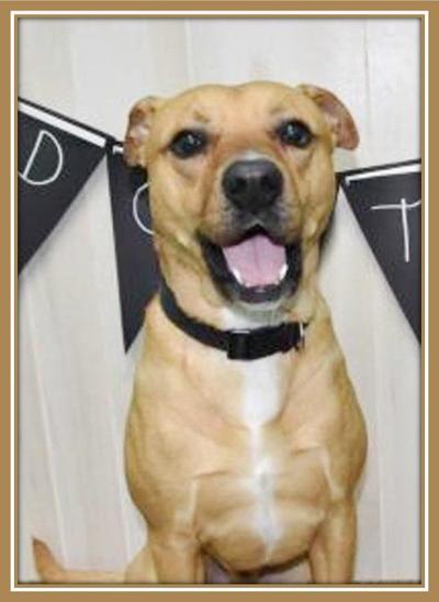 Dog of the week: Rocket Man | Misc. Features | cecildaily.com