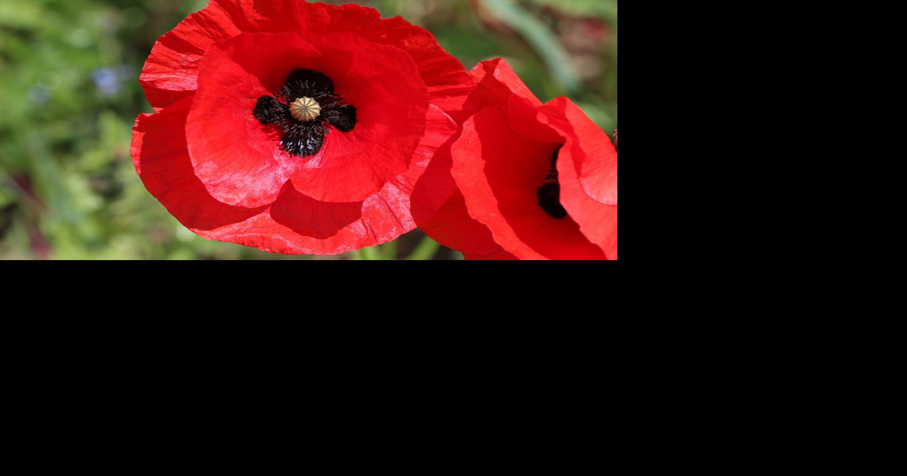 How a persistent flower came to remember those lost | Our Cecil ...