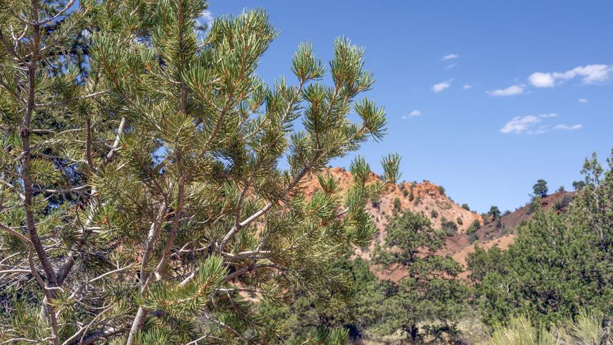 A poor year for pine nuts? Here’s what Southern Utahns should know ...