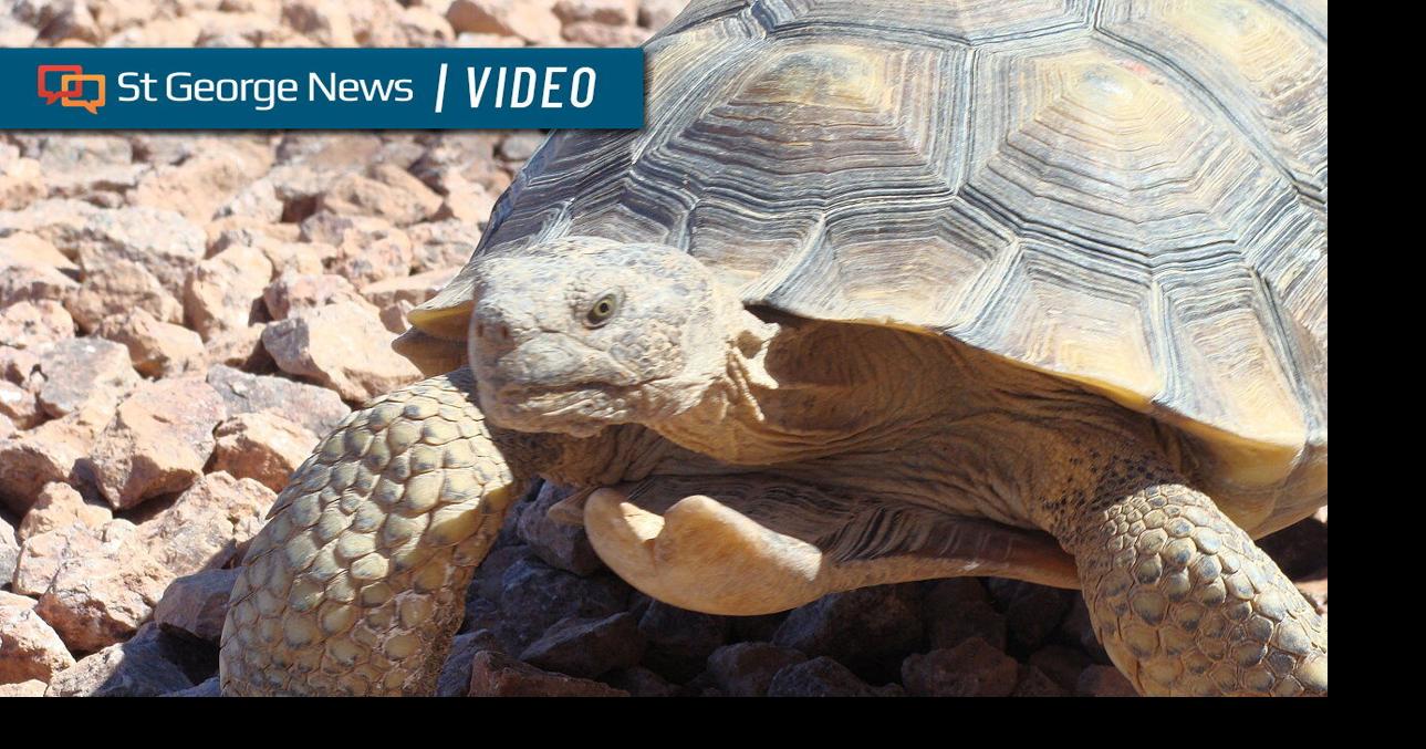 Northern Corridor project moves closer with release of final impact ...