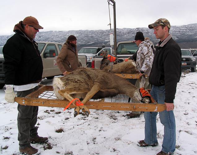 On location with researchers; 4-year fawn survival study begins final ...