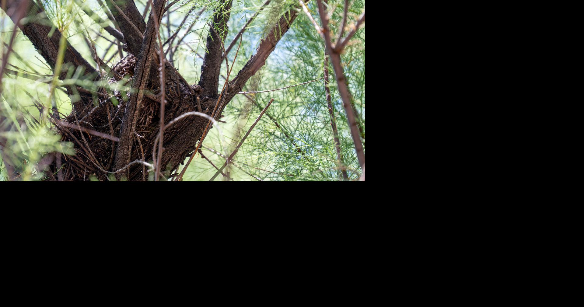 This invasive tree is bad for everybody in Southern Utah. Well, almost ...