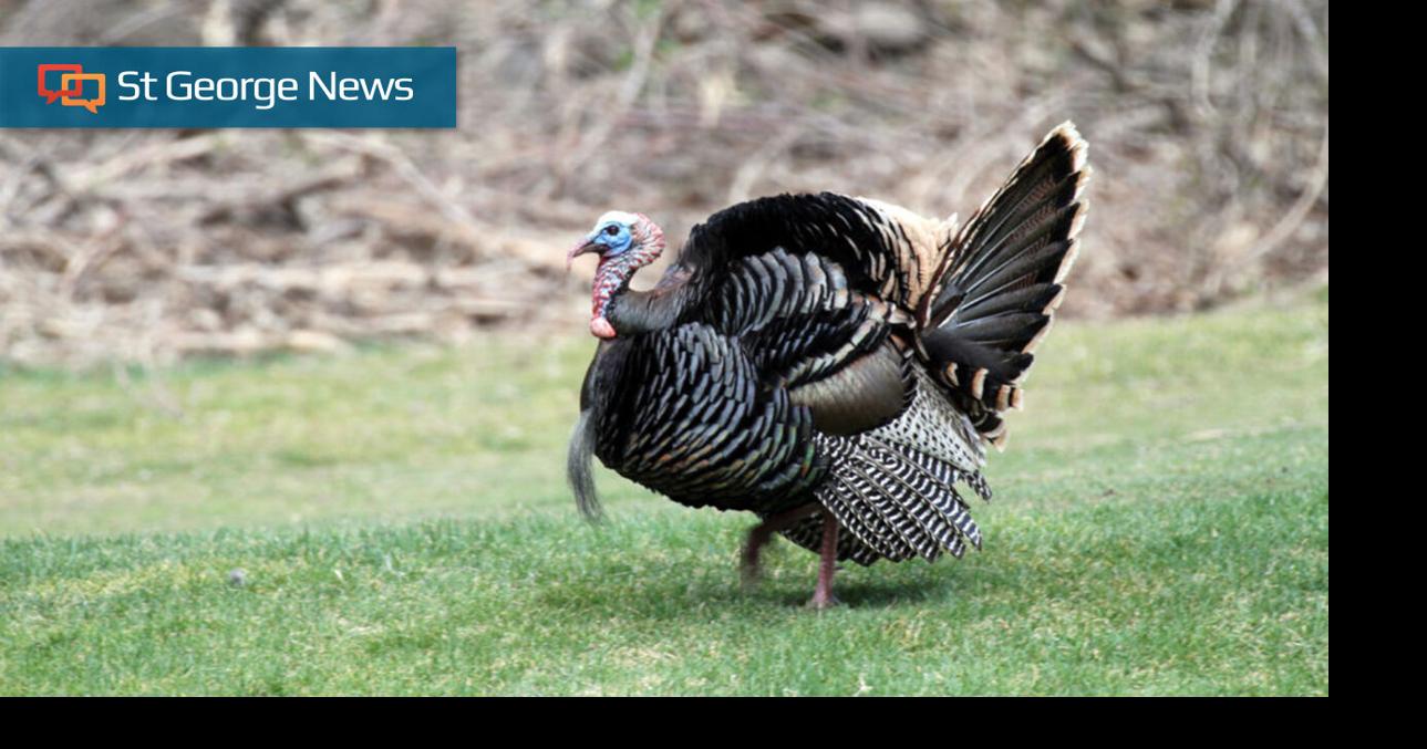 Turkey population thriving in Utah; apply now for spring turkey hunting ...