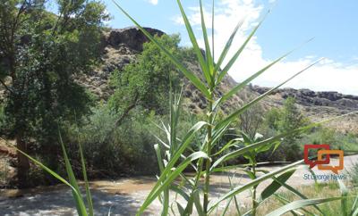 Invasive arundo takes hold in Virgin River system, control efforts ...