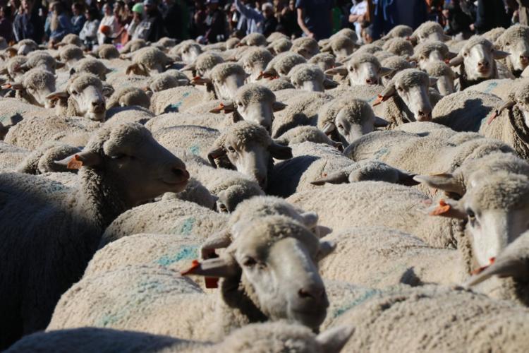 Video, photo gallery: Ewe had to be there at Cedar City’s sheep parade ...
