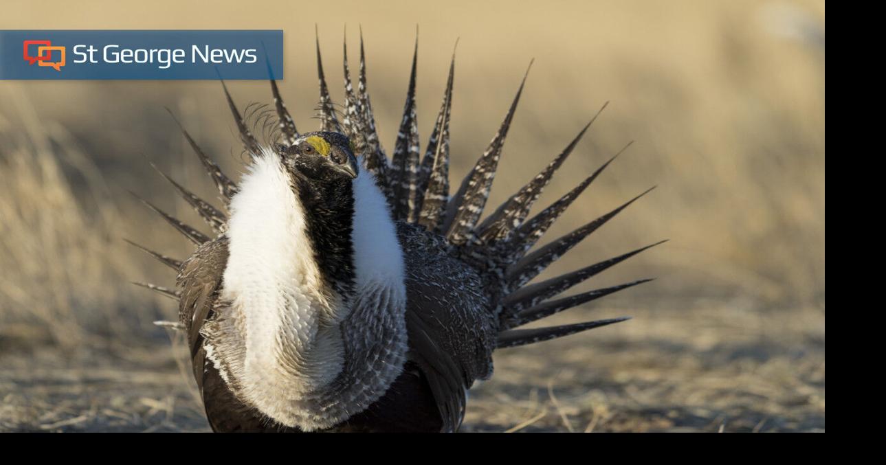 Conservation groups demand more from land managers for Southern Utah ...