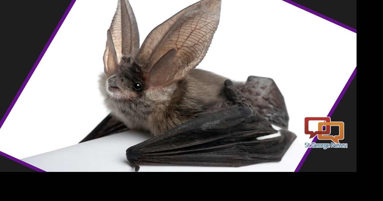 Glen Canyon Bat Festival will make you appreciate this busy little ...