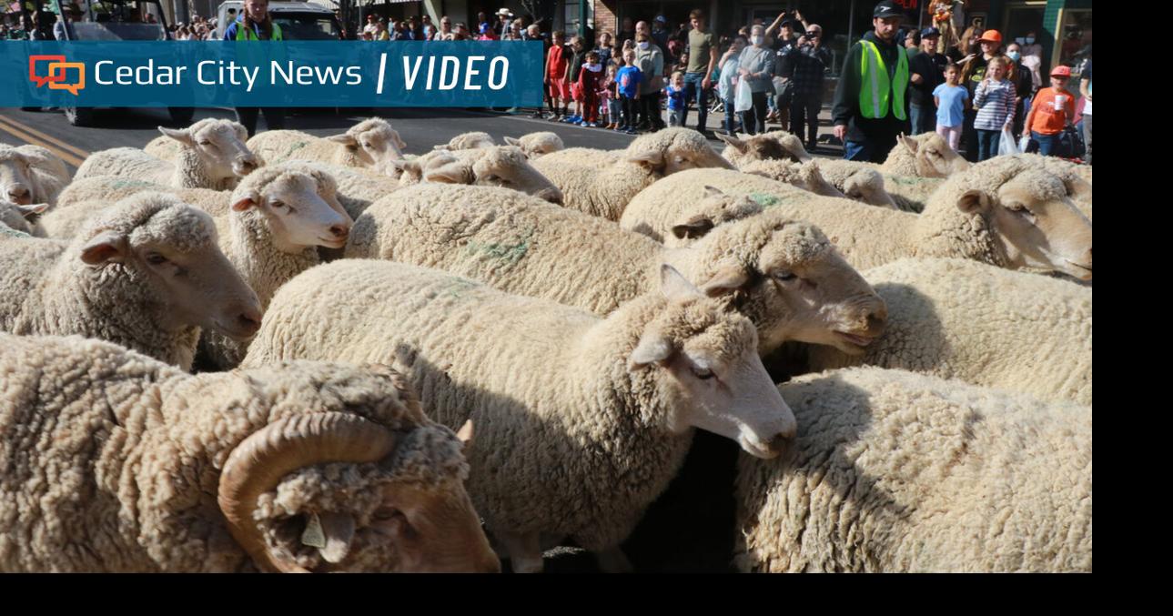 Photo gallery, video: Cedar City’s sheep parade delights crowds | Local ...