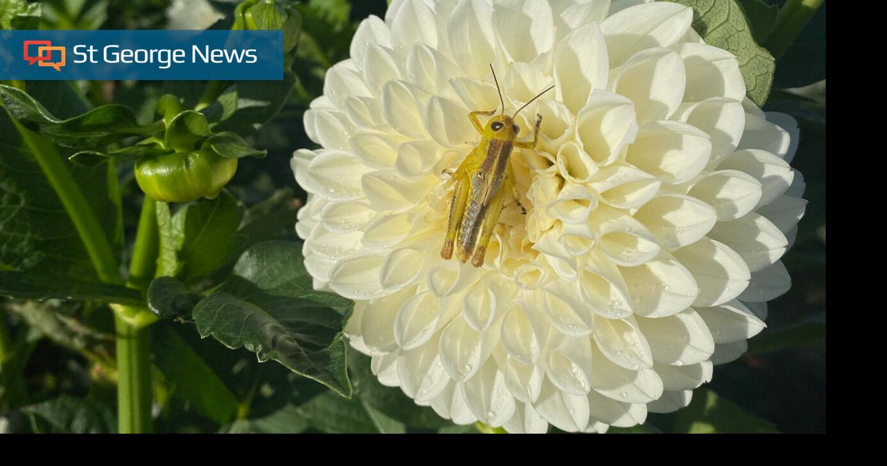 With another surge of grasshoppers expected, here’s how to protect your ...