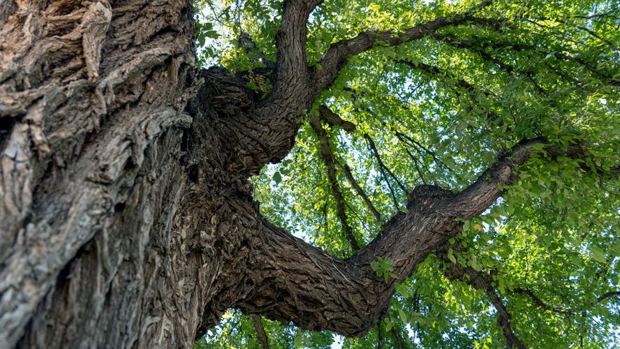 From bingo hiking to bark rubs: Fun ways to enjoy nature as a family ...