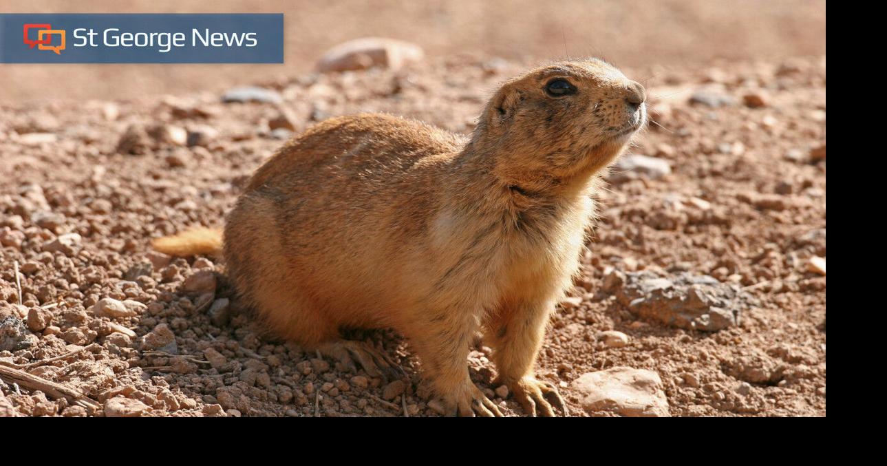 Burrow on over to Bryce Canyon for Utah Prairie Dog Day | Local News ...