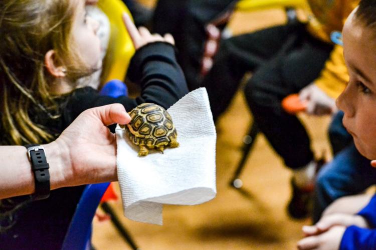 Lizards, tortoises and snakes, oh my! Southern Utah reptile expert ...