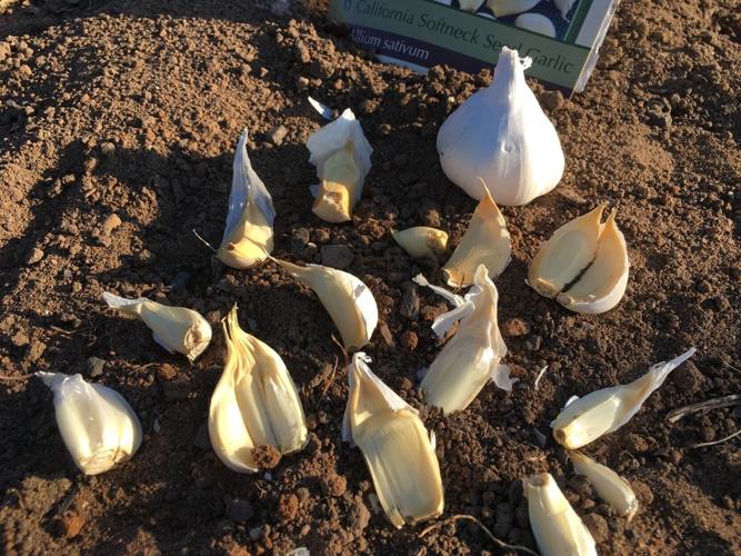 Plant garlic this fall for heart-healthy flavor all year | Home and ...