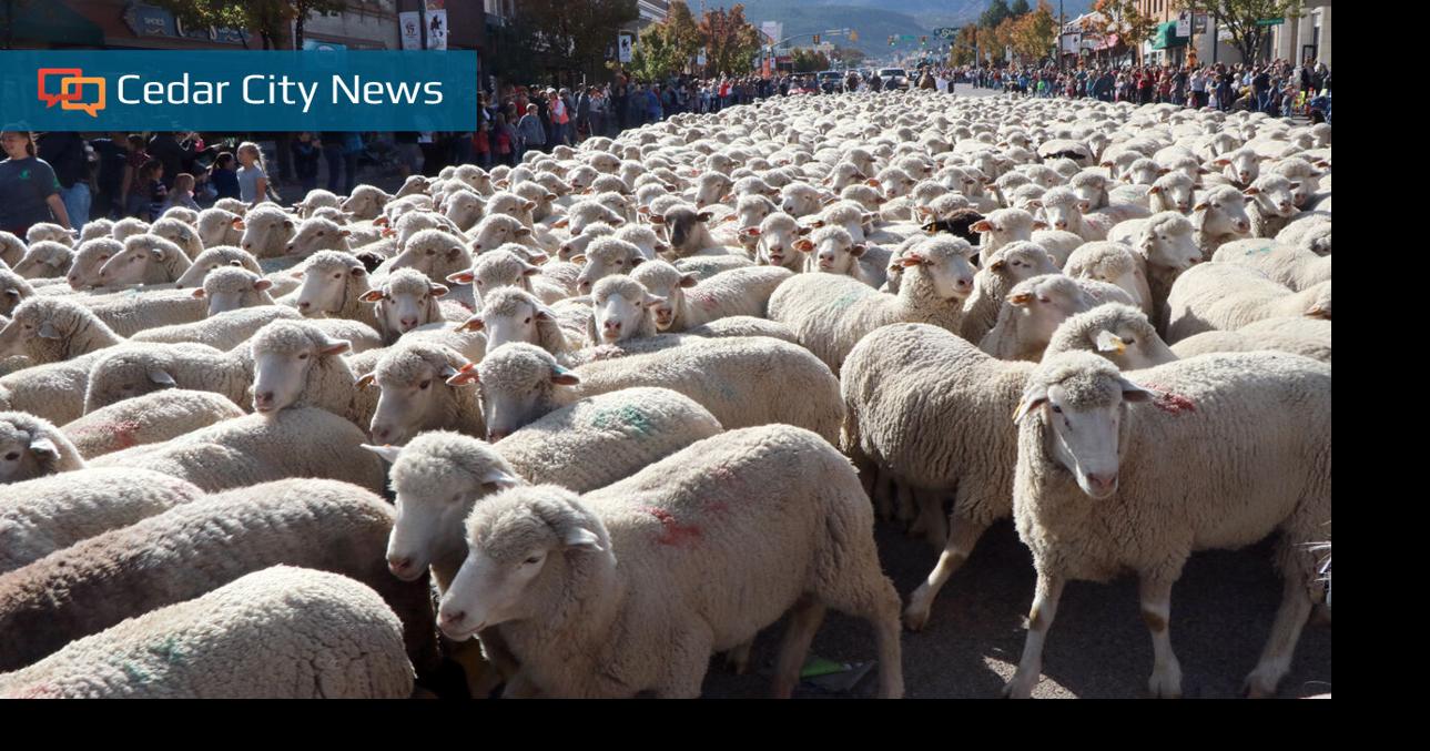 Photo gallery: Cedar City’s wild and woolly sheep parade | Events ...
