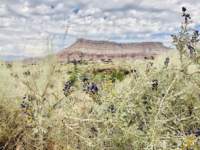 ‘It’s not a 275-home subdivision’; The Nature Conservancy purchases ...