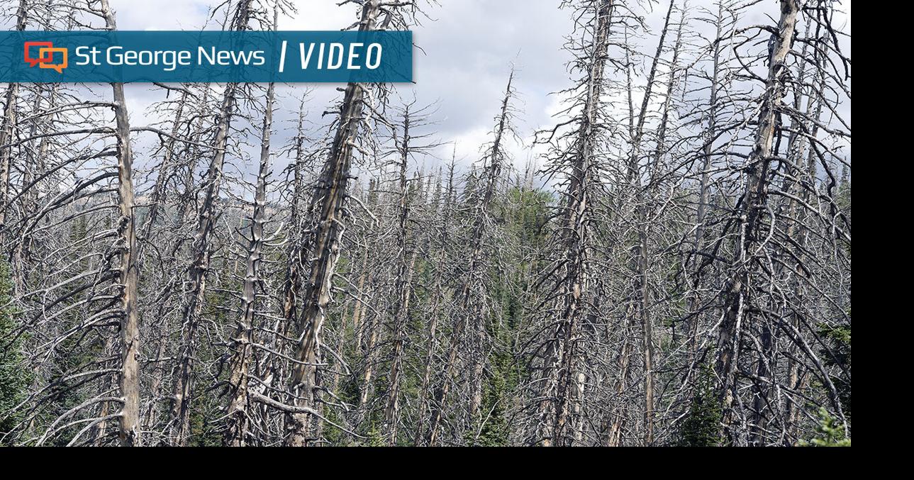 Are Southern Utah’s high-elevation forests still at risk of a large ...