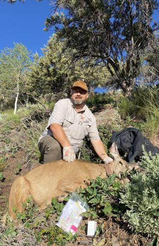 How can tracking deer benefit Fishlake National Forest’s Pando clone ...