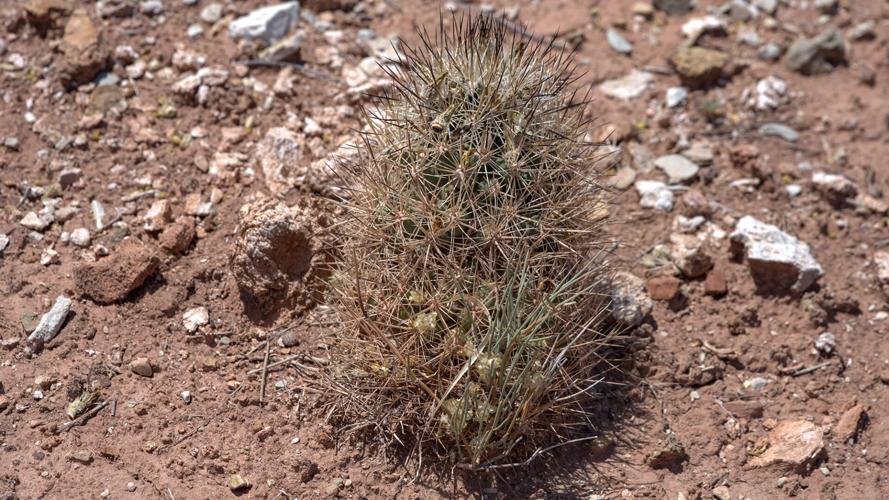 Federal review underway for unique species native to Southern Utah ...