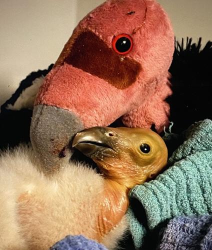 Foster care saves ‘miracle’ condor chick after mother dies in Arizona ...