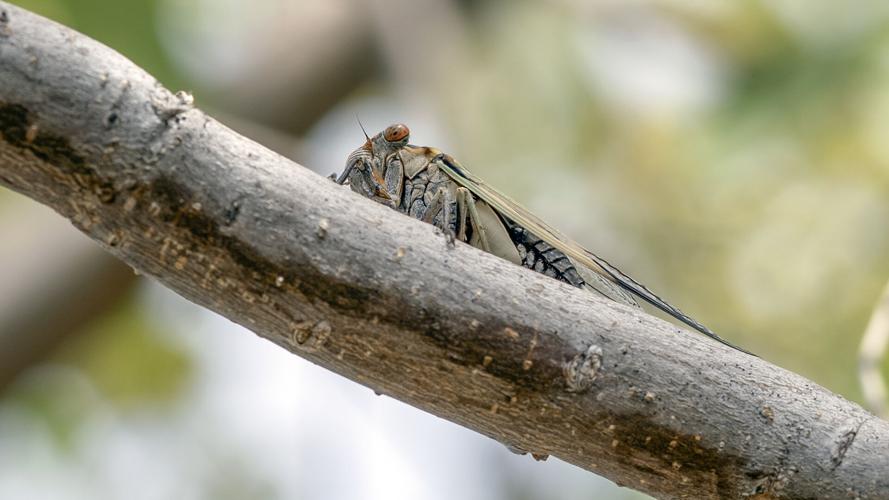 Got a bug in your ear? Cicadas serenade Southern Utah with ‘summer love songs’ | Local News ...