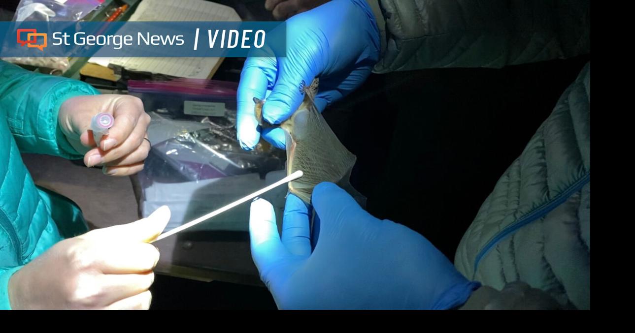 Bats in Southern Utah are here to help, but they need support to ...