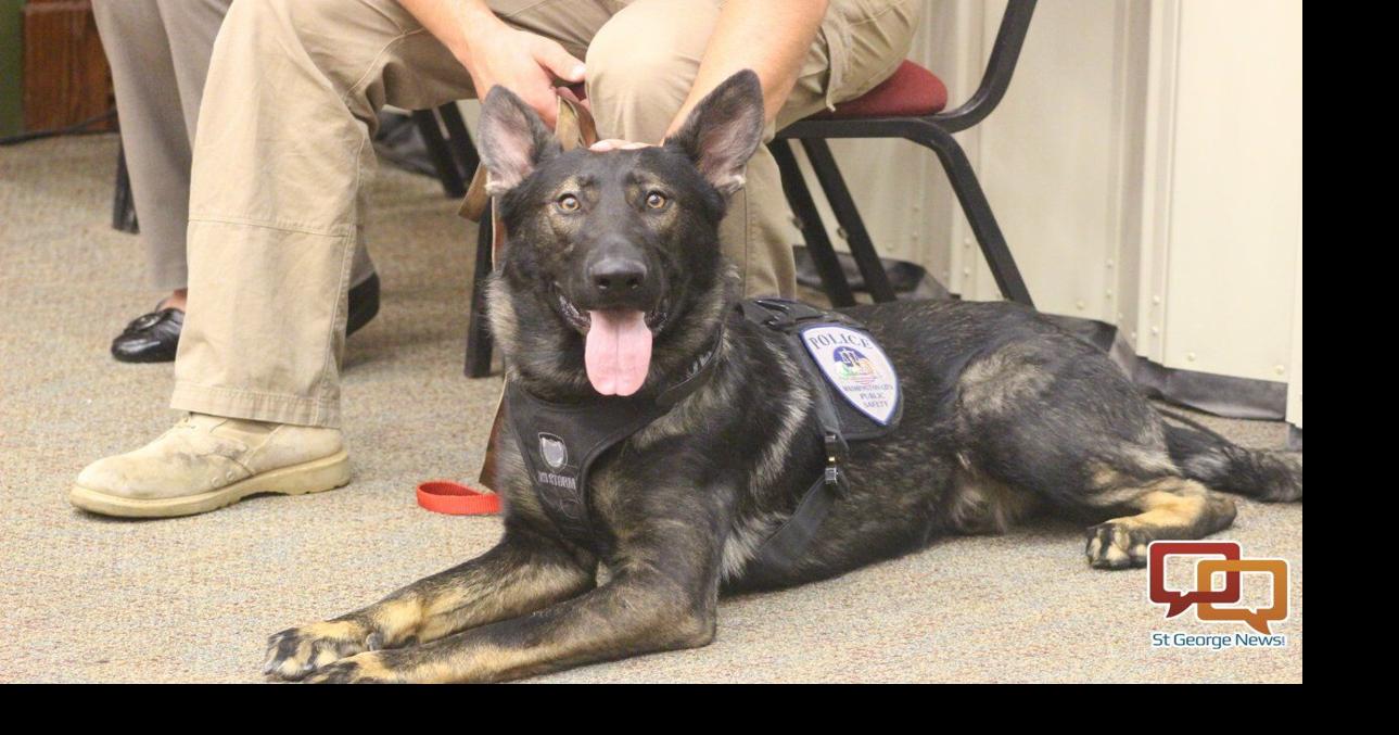 Police dog Tank visits City Council, chief thanks Havoc K9 | Local News ...