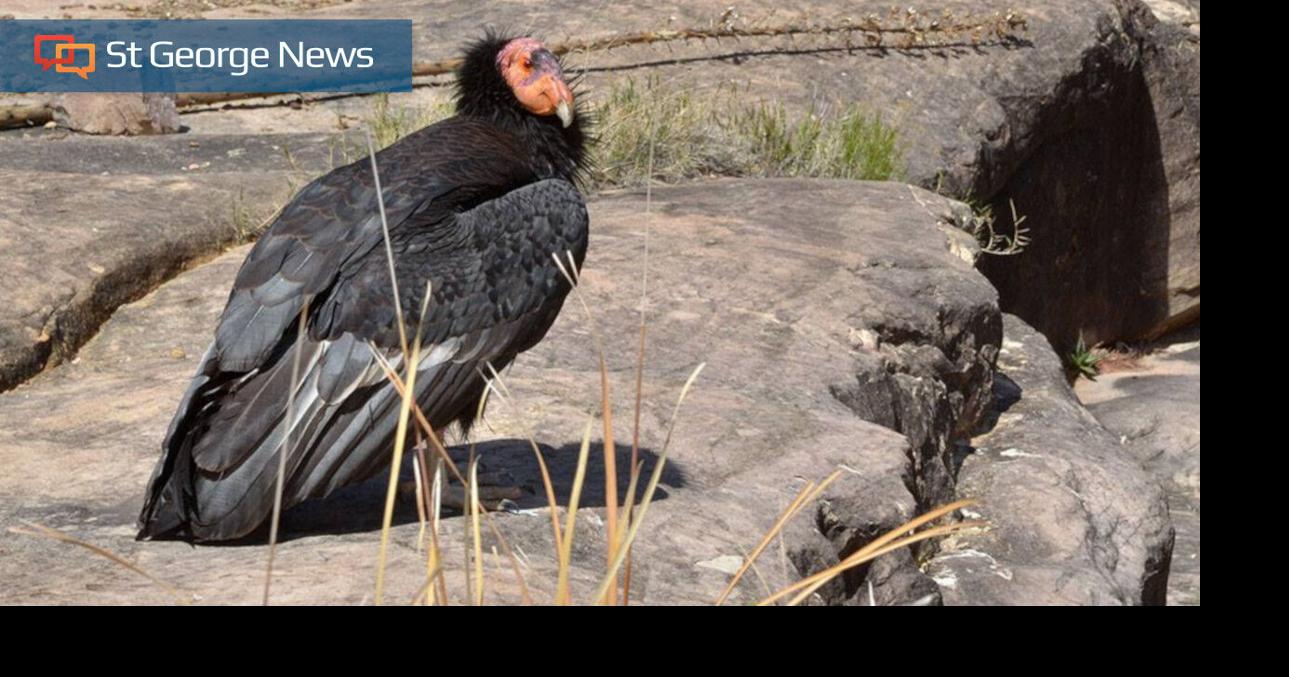 2 endangered California condors killed southeast of Cedar City ...