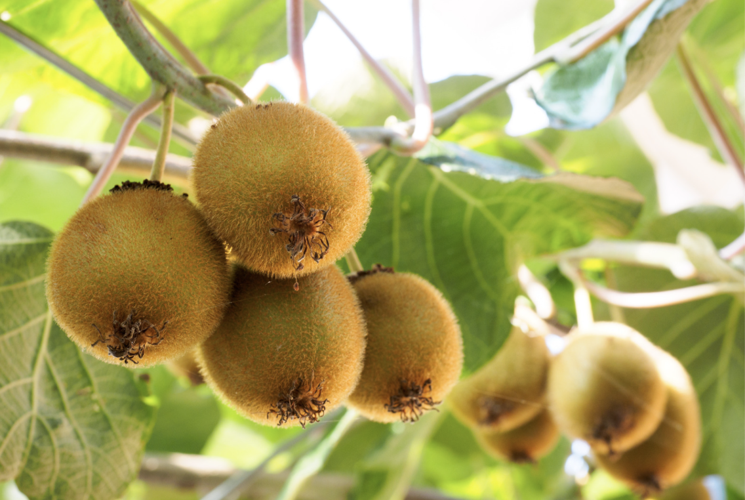 Kiwi cravings: Fun facts about kiwi fruits and a delicious kiwi recipe ...