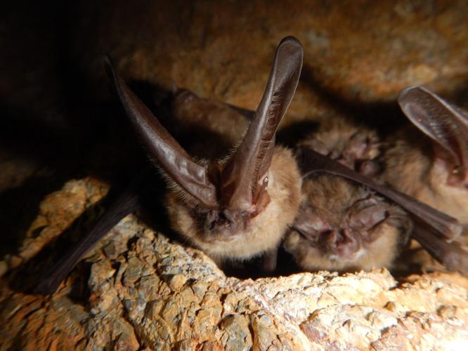 How can Southern Utahns prevent conflicts with bats? | Local News ...