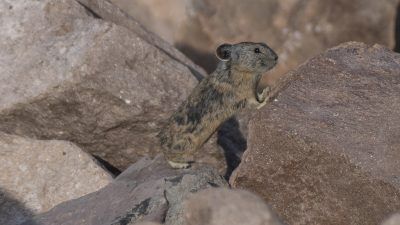 Surveying rock rabbits: Why should Southern Utahns care about this ...