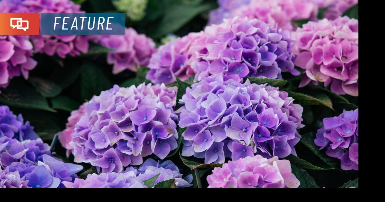 Don’t let deer ruin your hydrangeas. Apply these proven methods to ...