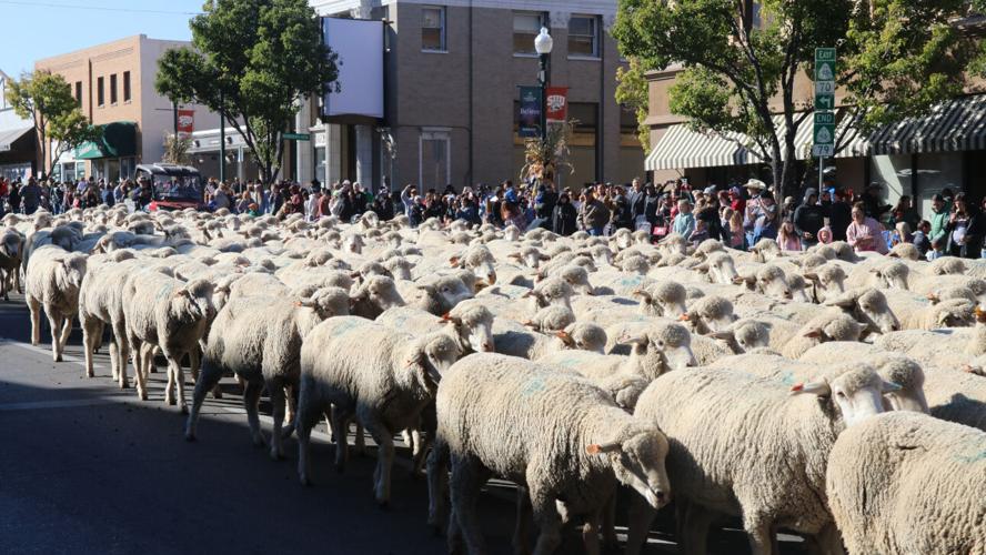 Video, photo gallery: Ewe had to be there at Cedar City’s sheep parade ...