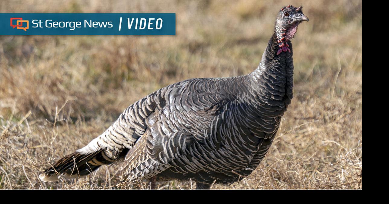 Feeling outdoorsy? Try to spot Southern Utah’s wild turkeys this ...