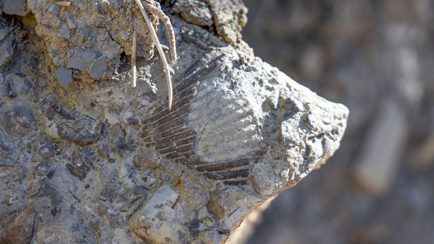 Rockhounding in Southern Utah: What do you need to know? | Explore ...