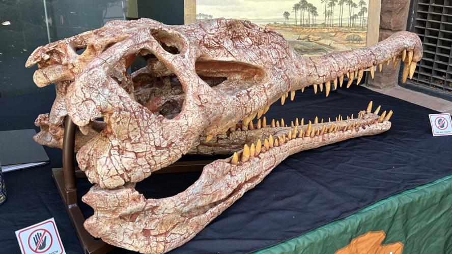 phytosaur skull