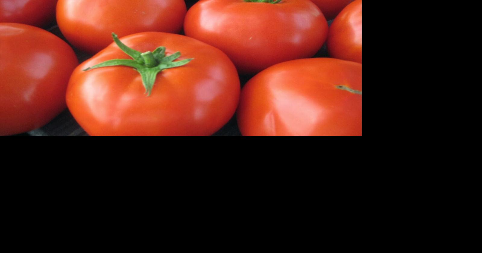 From seedling to sandwich: How to grow great tomatoes at home | Life ...